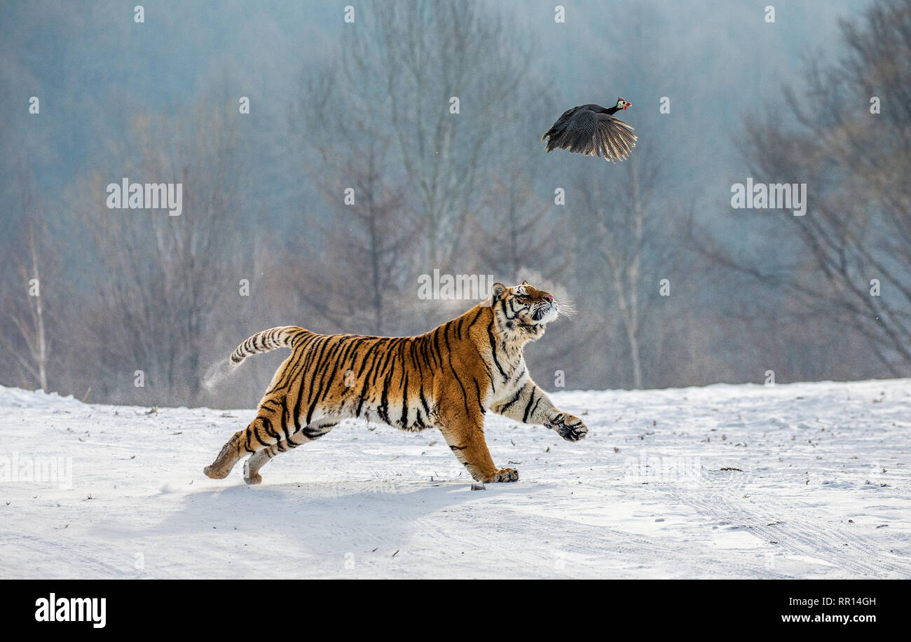 Siberian tiger in a jump catches its prey. Very dynamic shot. China ...