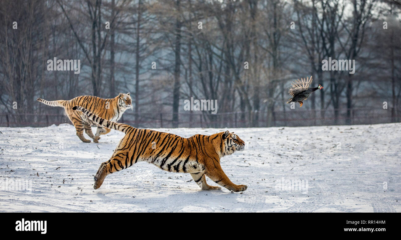 Siberian tigers in a snowy glade catch their prey. Very dynamic shot ...