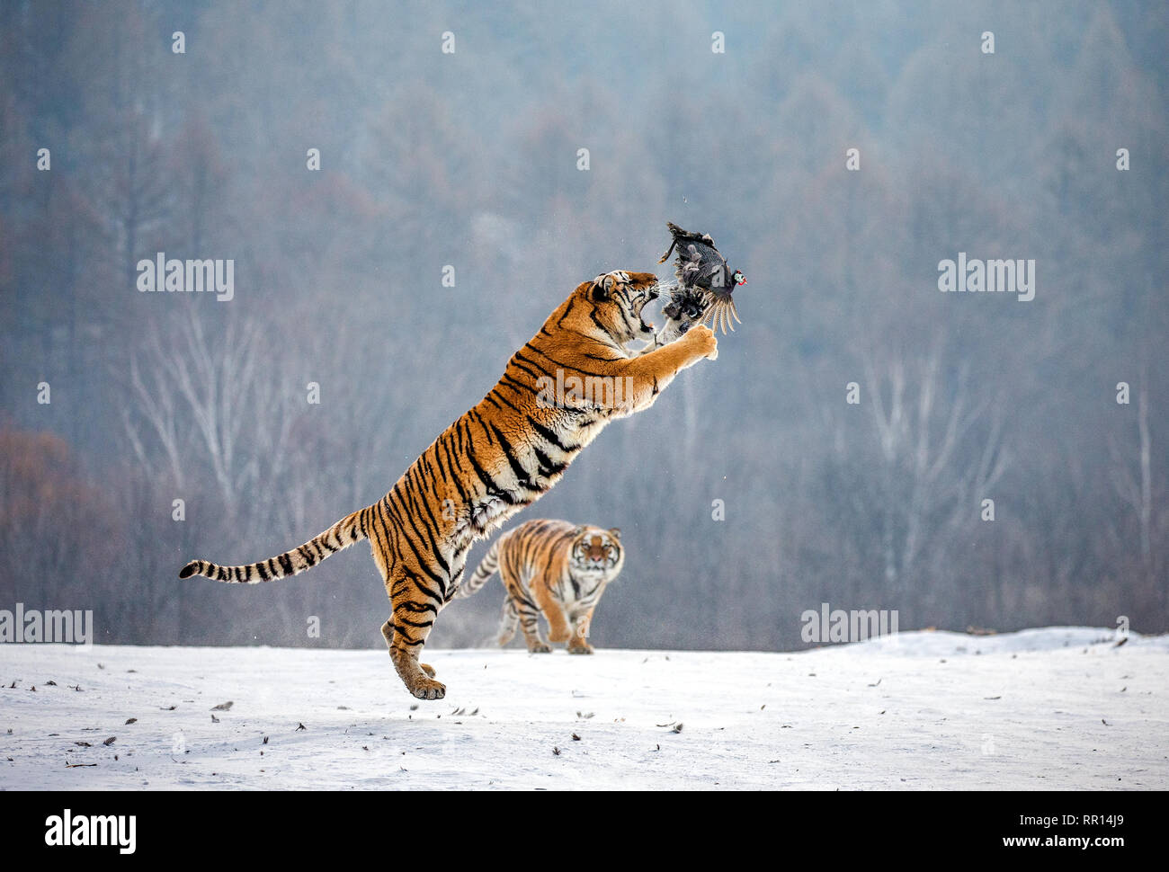 Siberian tigers in a snowy glade catch their prey. Very dynamic shot ...