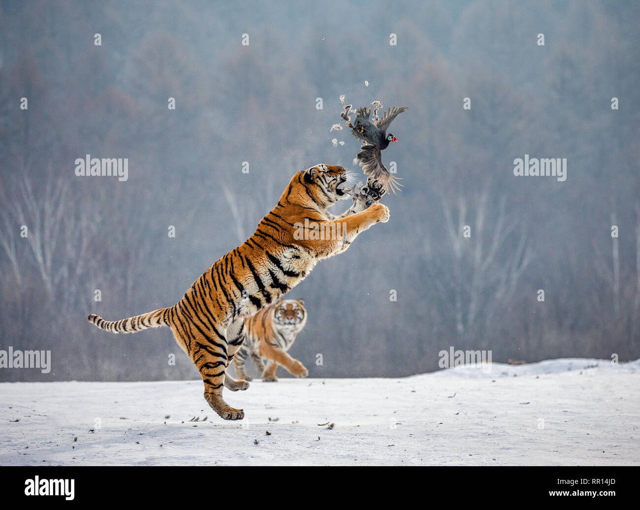 Siberian tigers in a snowy glade catch their prey. Very dynamic shot ...