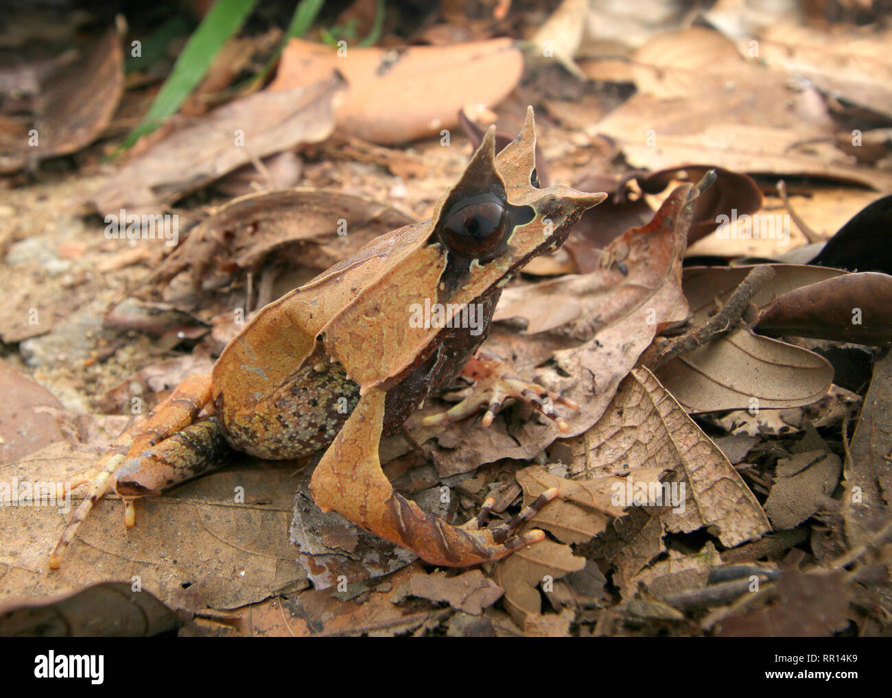 Malayan Horned Frog Stock Photo - Alamy