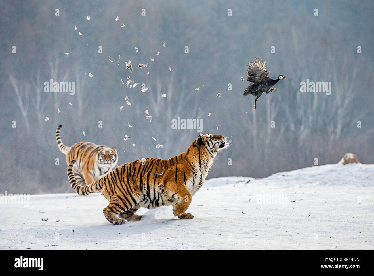 Siberian tigers in a snowy glade catch their prey. Very dynamic shot ...