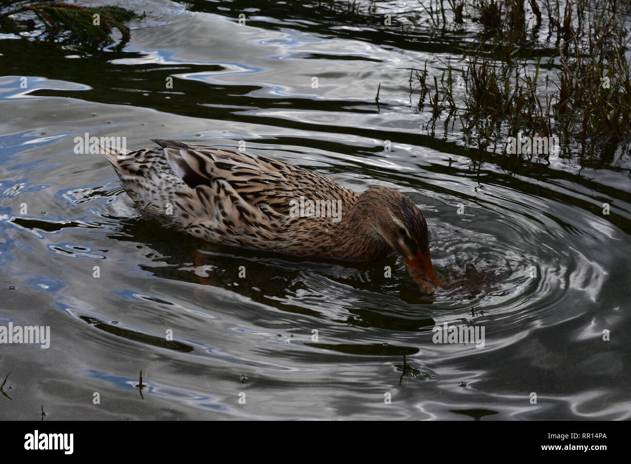 Pretty brown duck swimming and drinking water Stock Photo - Alamy