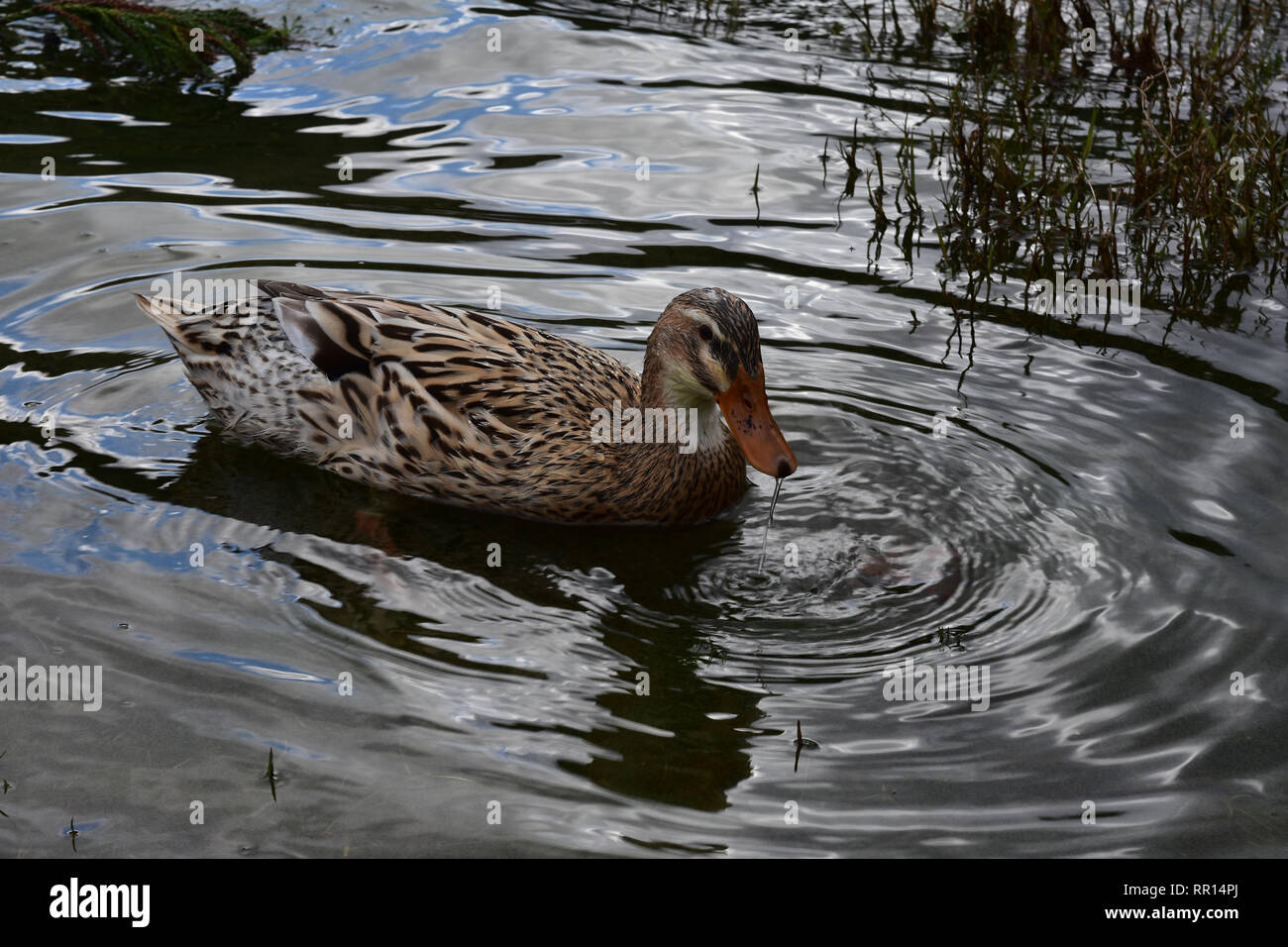 Swimming duck with water droplets dripping from his beak Stock Photo ...