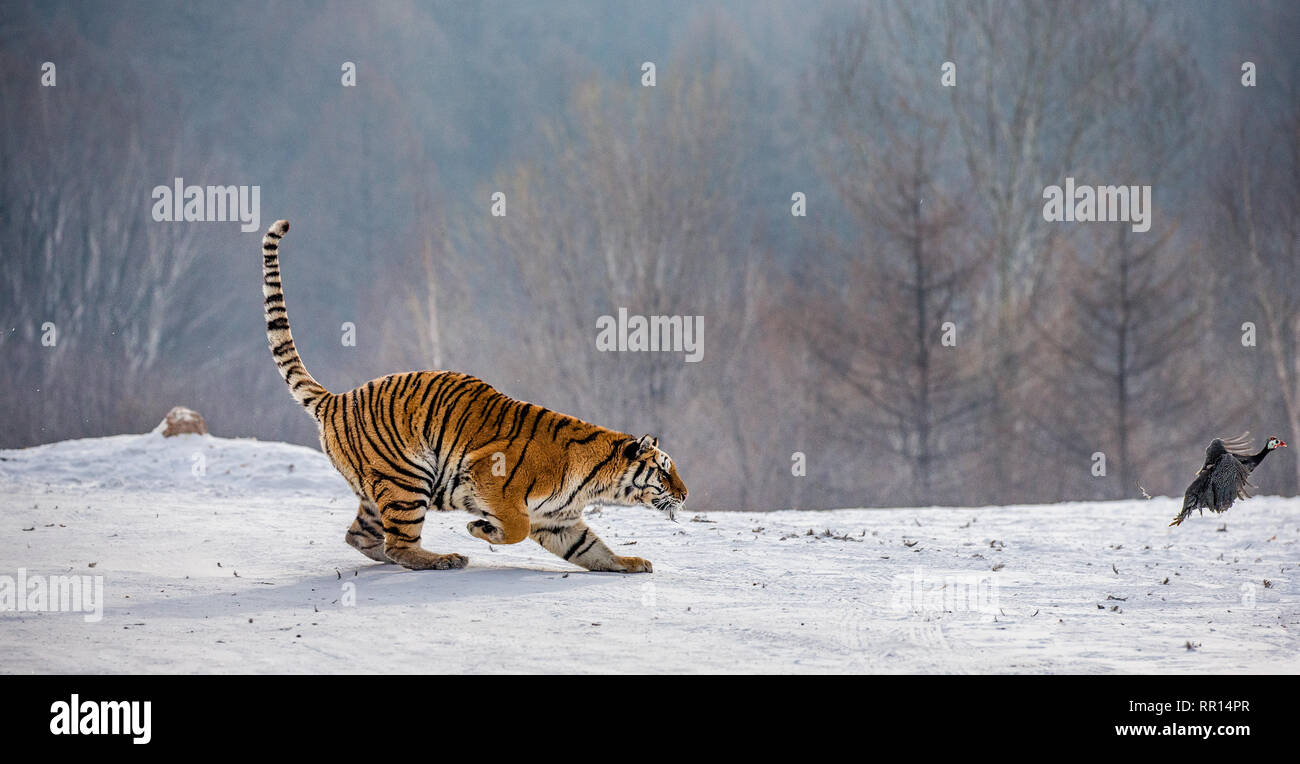 Siberian Tiger running in the snow and catch their prey. Very dynamic ...