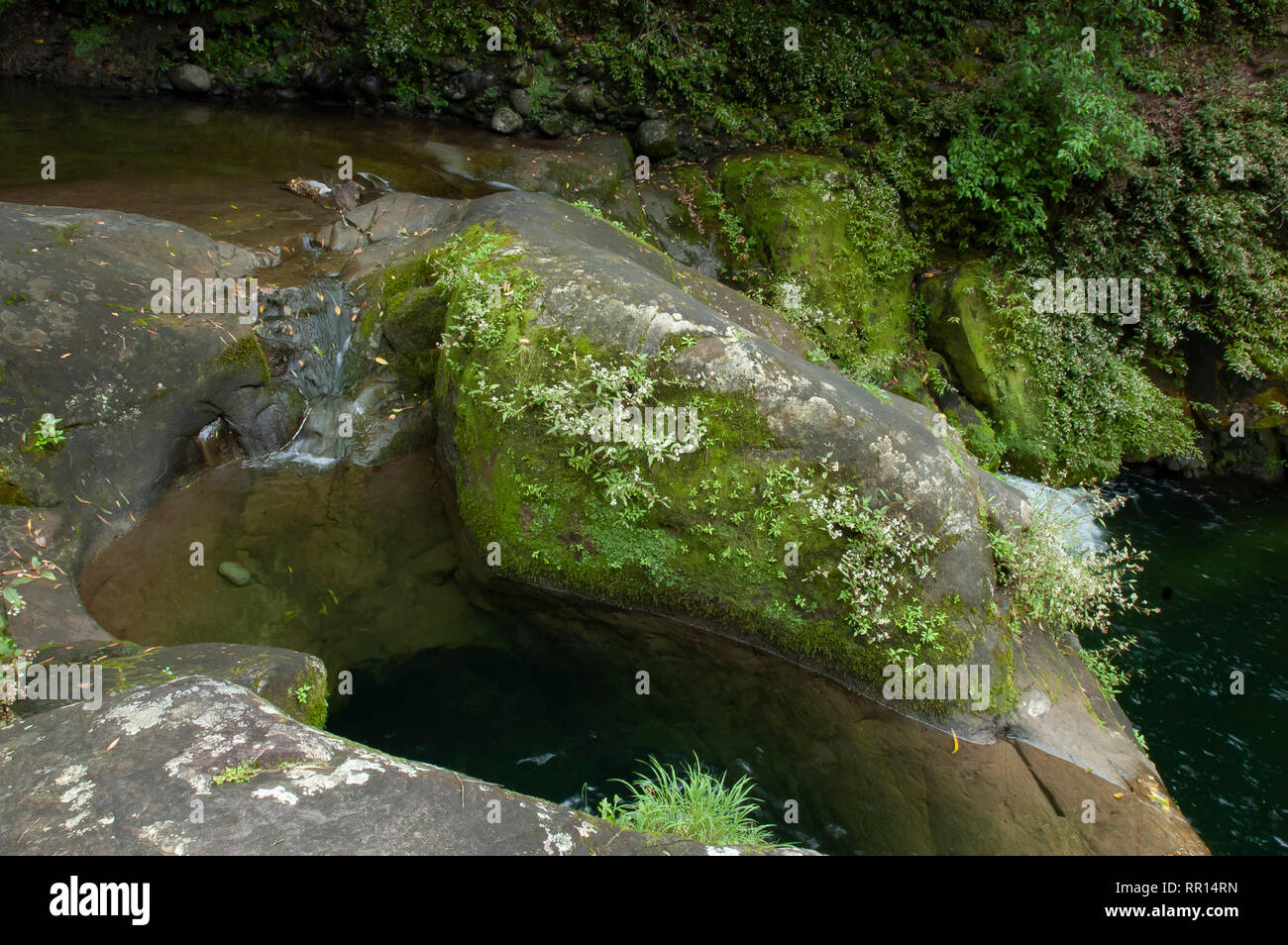 Ladies Well, Chichester State Forest, New South Wales, Australia Stock ...