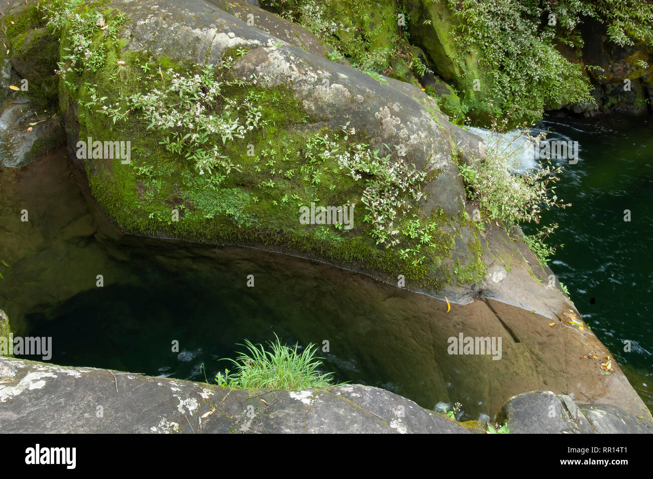 Ladies Well, Chichester State Forest, New South Wales, Australia Stock ...