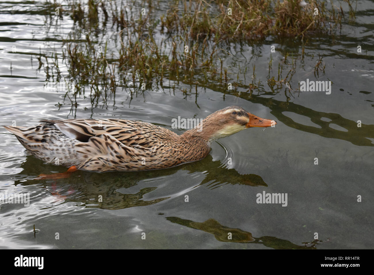 Brown duck stretching in the water while he swims Stock Photo - Alamy
