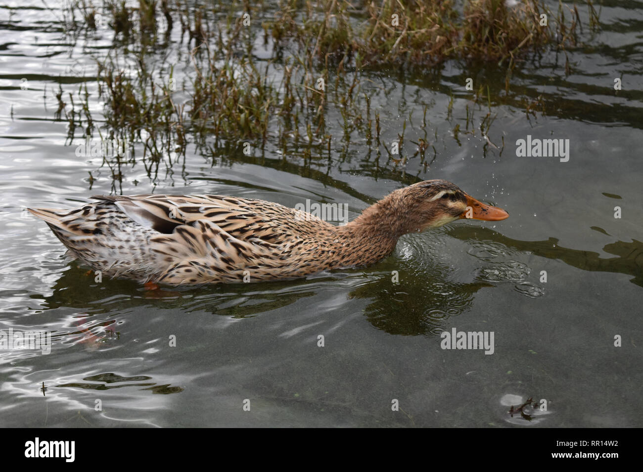 Brown duck swimming in the lake water Stock Photo - Alamy