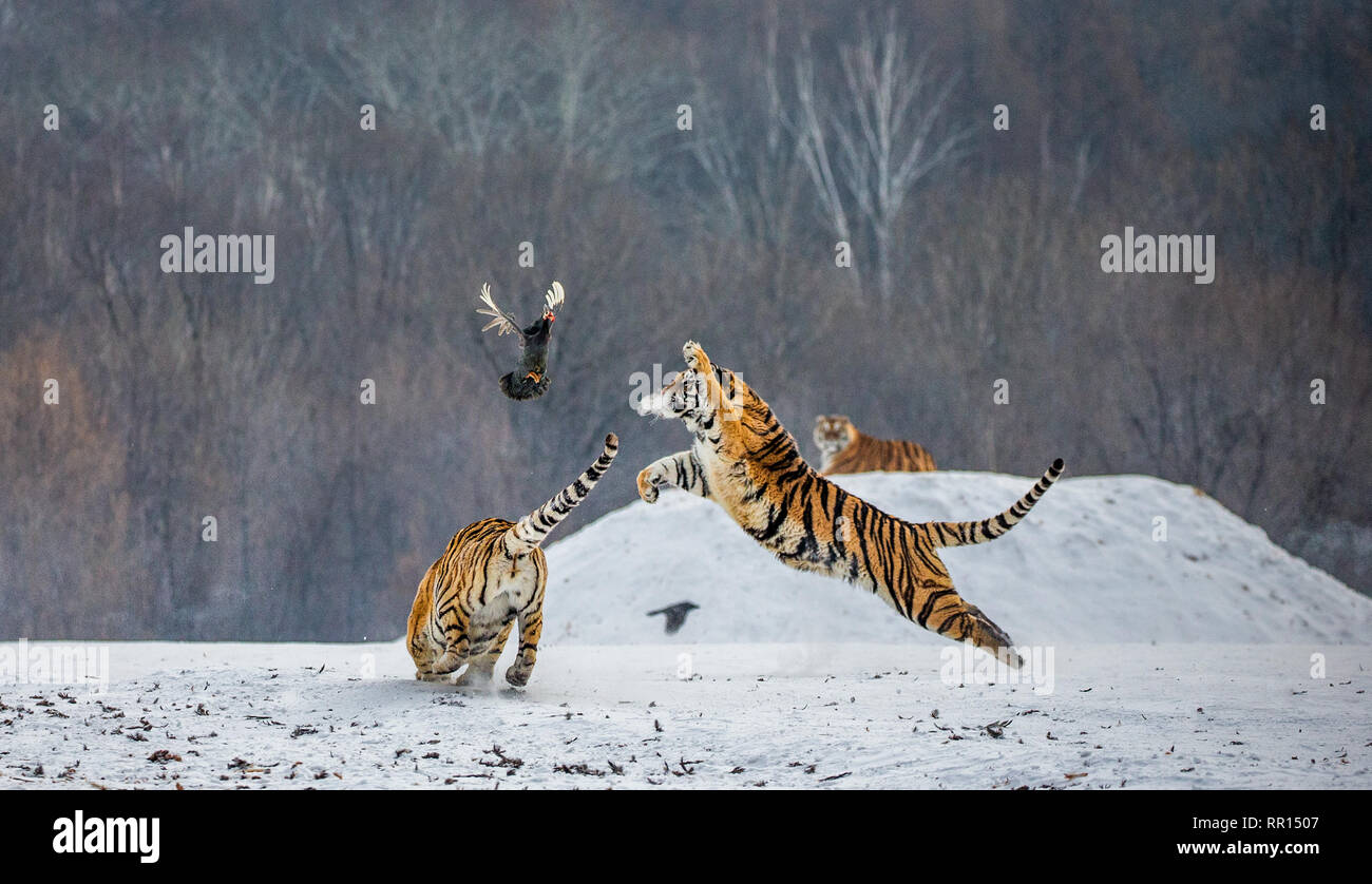 Siberian tigers in a snowy glade catch their prey. Very dynamic shot ...