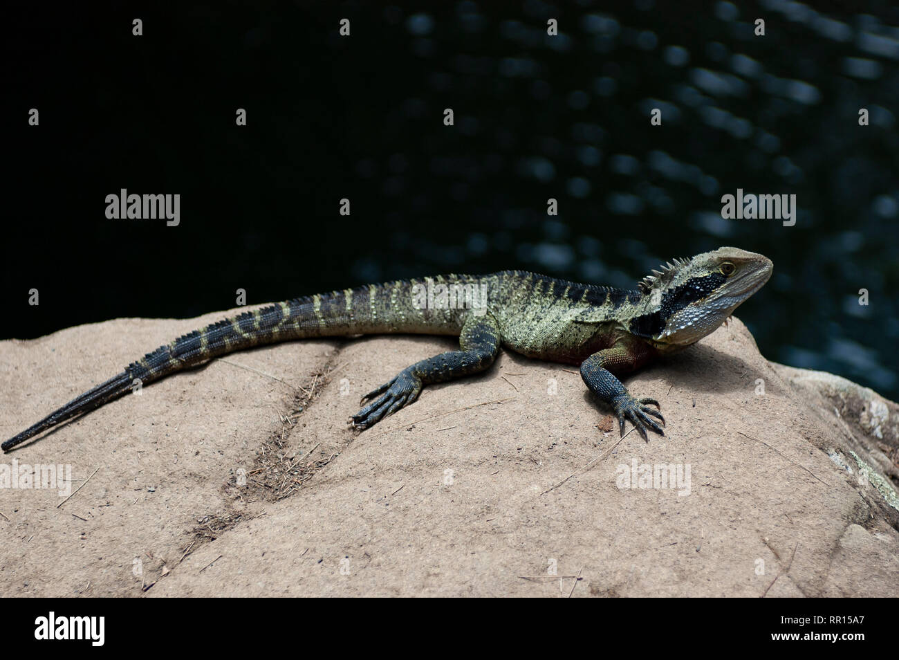 An Eastern Water Dragon basking in the sun on a rock in the Barrington ...