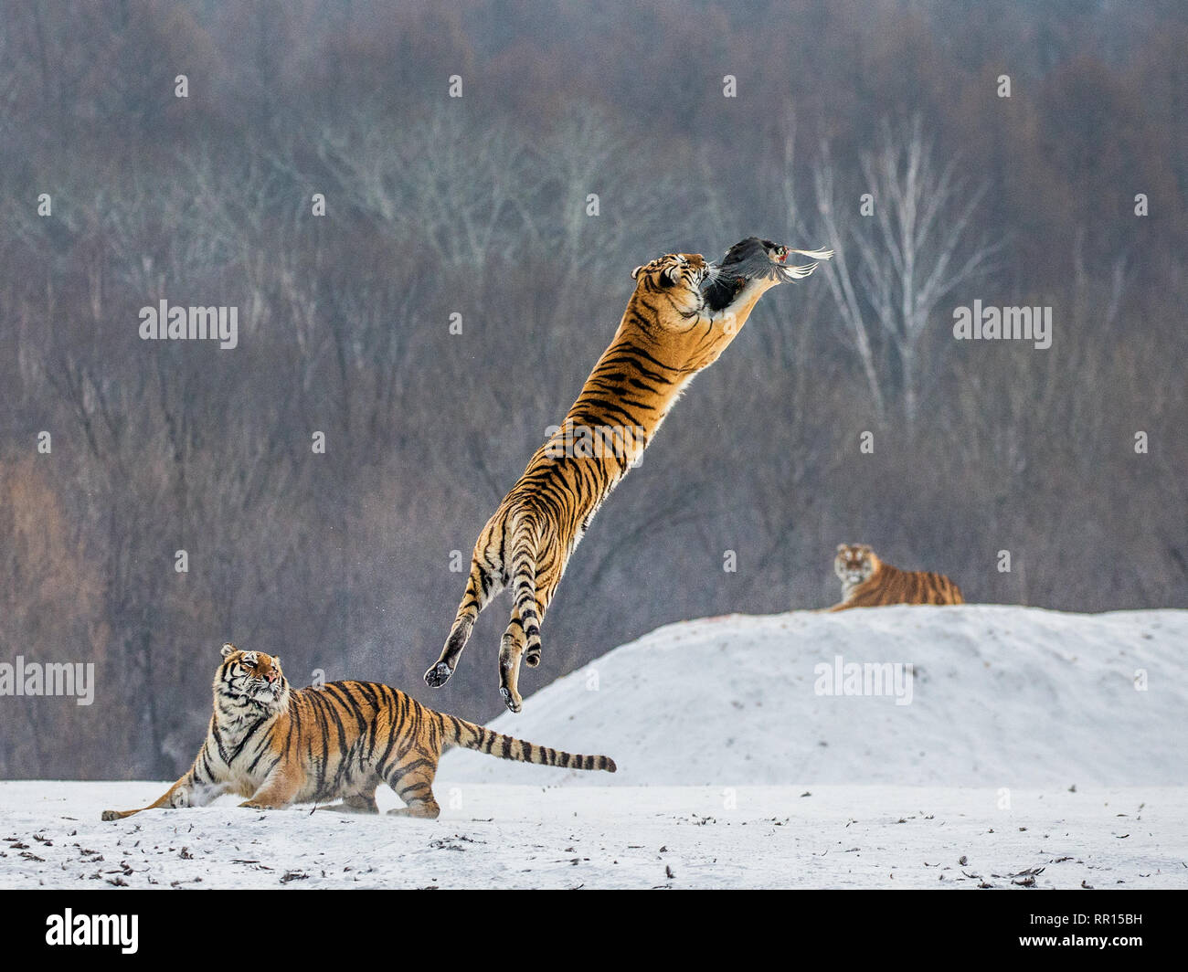 Siberian tigers in a snowy glade catch their prey. Very dynamic shot ...