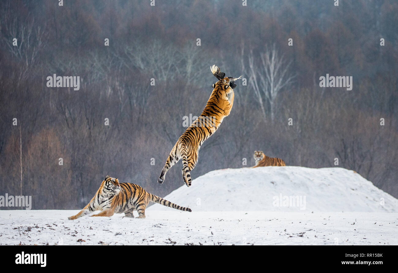Siberian tigers in a snowy glade catch their prey. Very dynamic shot ...
