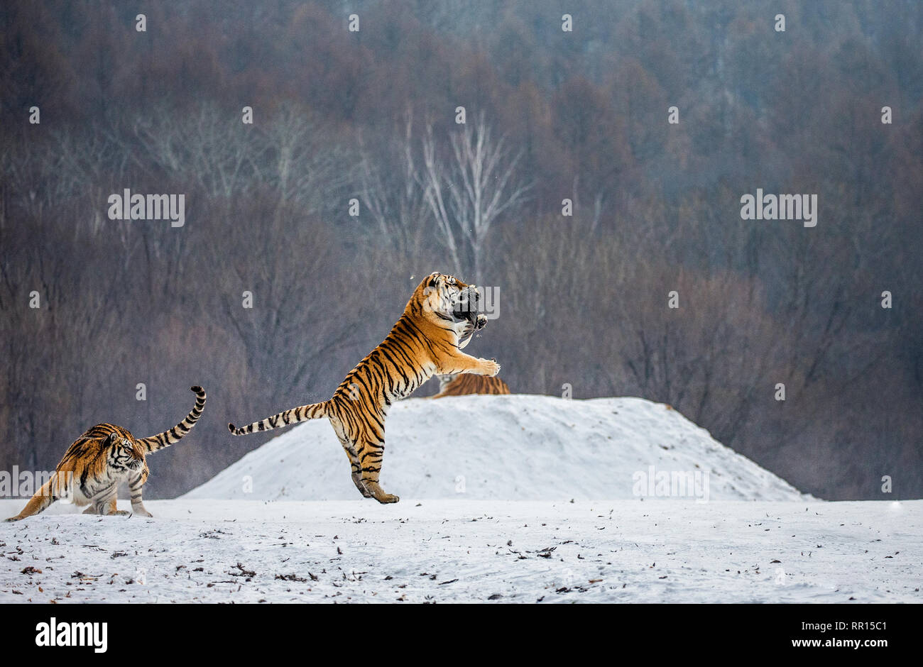 Siberian tigers in a snowy glade catch their prey. Very dynamic shot ...