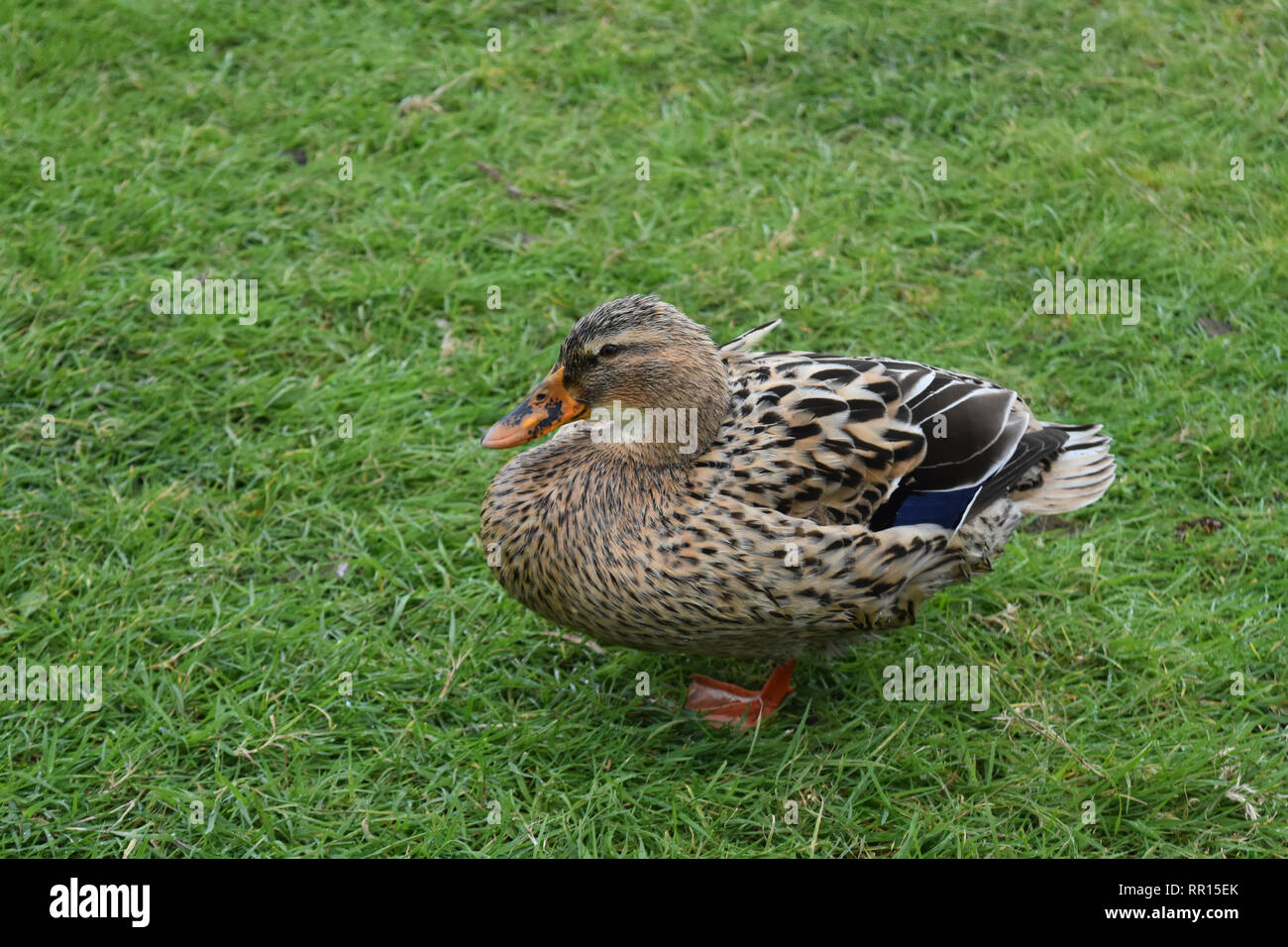 A Waddling Duck Stock Photos & A Waddling Duck Stock Images - Alamy