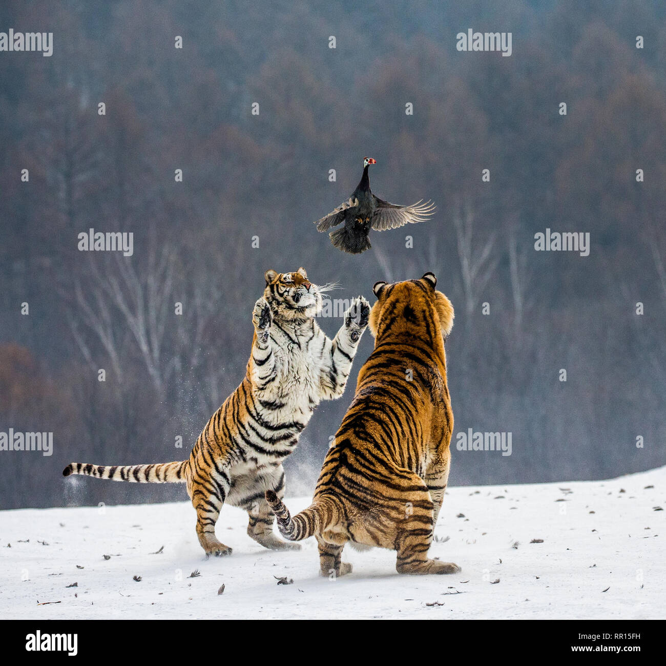 Siberian tigers in a snowy glade catch their prey. Very dynamic shot ...