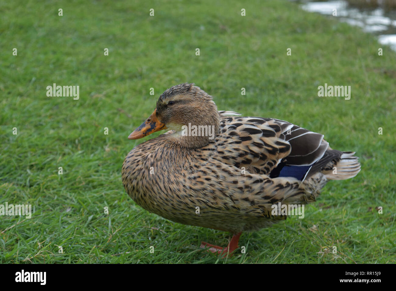 Side profile of a mallard in a green grass field Stock Photo - Alamy