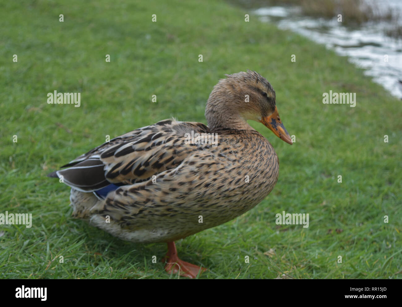 Attractive brown duckling standing in grass near water Stock Photo - Alamy