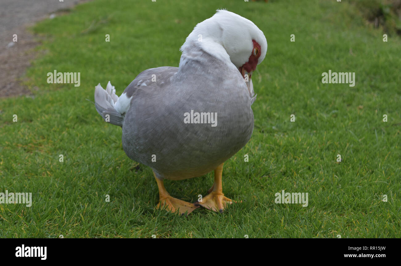 Gray and white duck sleeping with his head curved down Stock Photo - Alamy