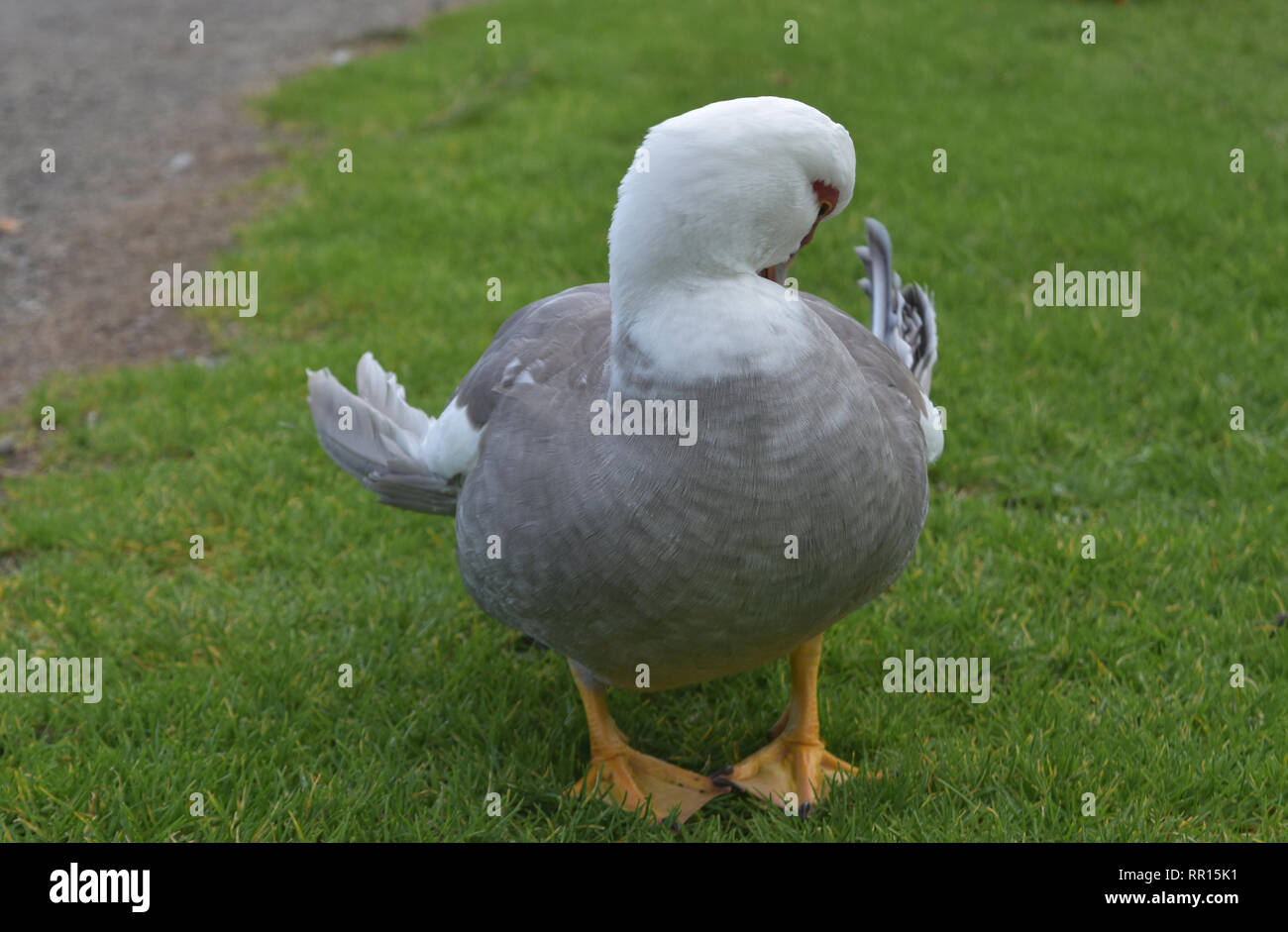 White duck with his feathers ruffled and his head turned Stock Photo ...