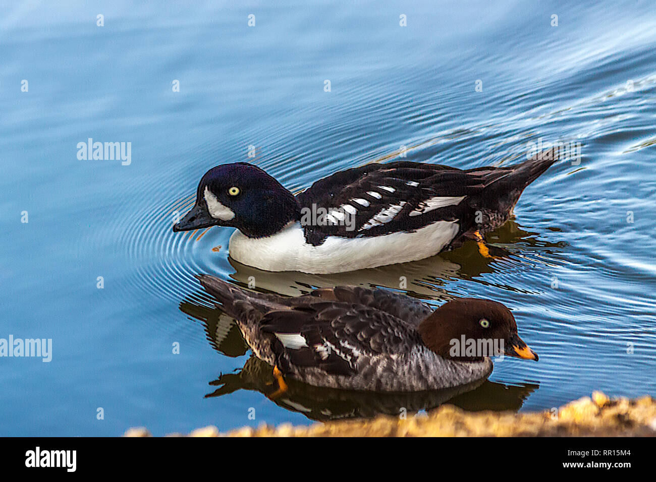 Female barrows goldeneye hi-res stock photography and images - Alamy