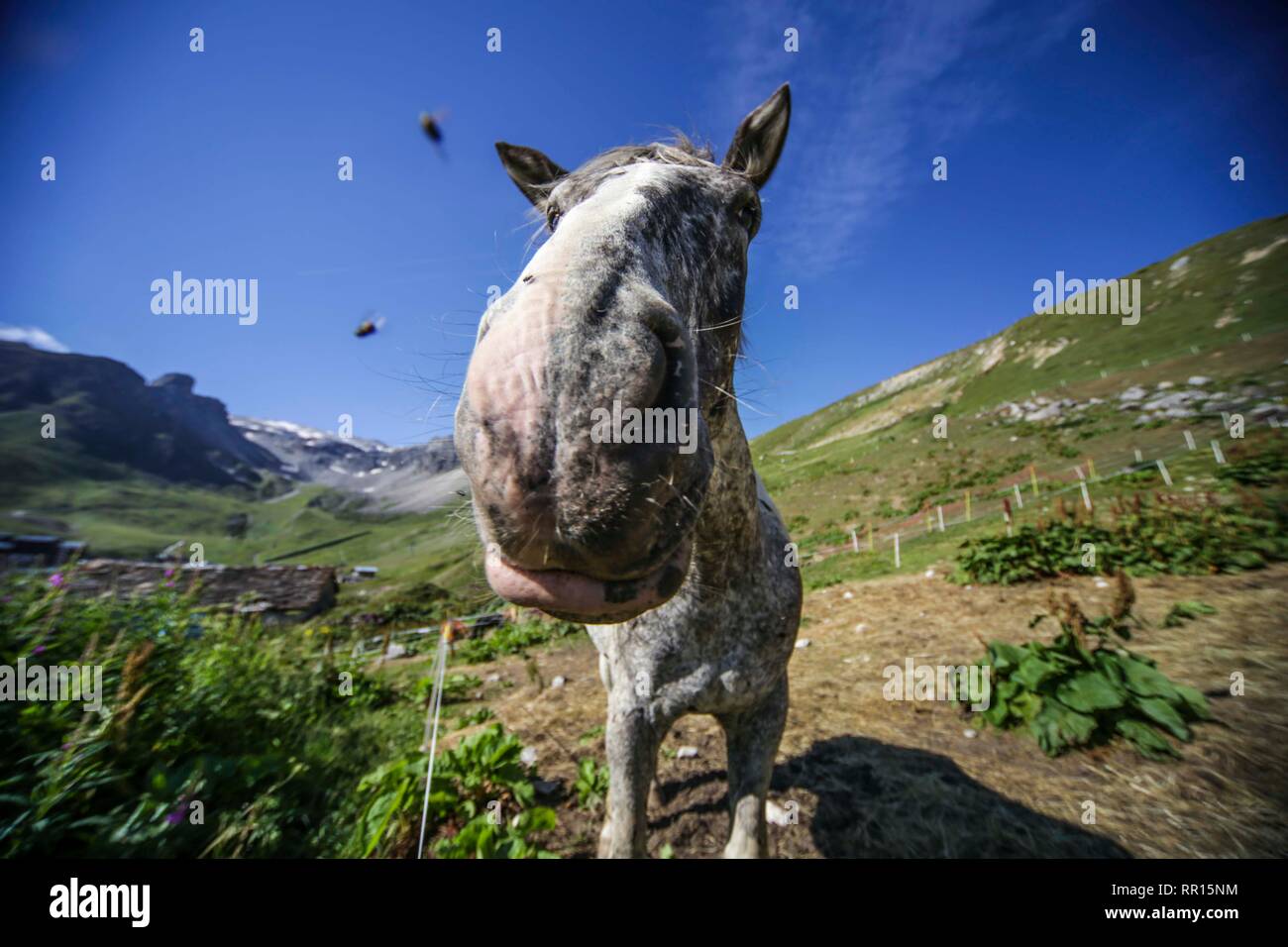 Grey mare range hi-res stock photography and images - Alamy