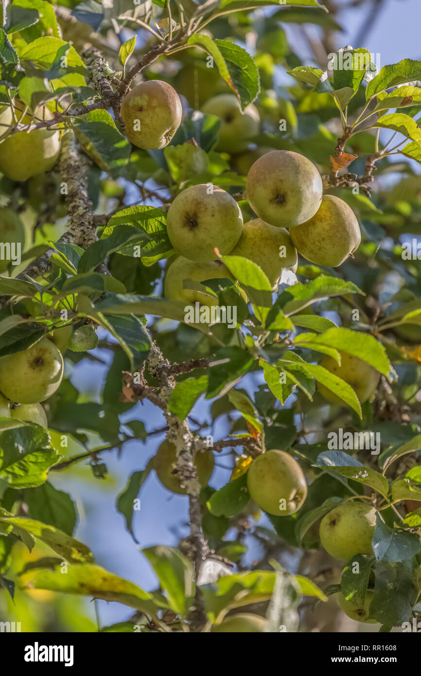 Detailed view of an apple tree with natural fruits and blurred ...