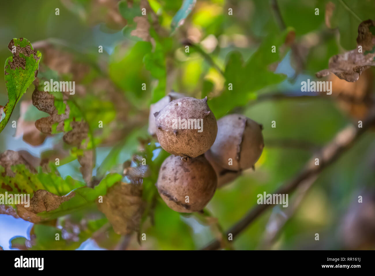 Oak galls black background hi-res stock photography and images - Alamy