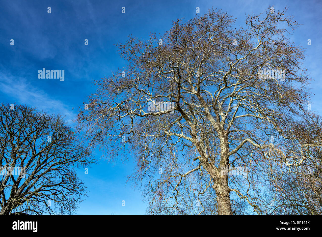 Beautiful treescape hi-res stock photography and images - Alamy