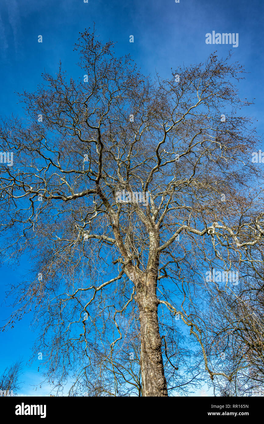 Beautiful tree against a blue sky - Background Poster Stock Photo - Alamy