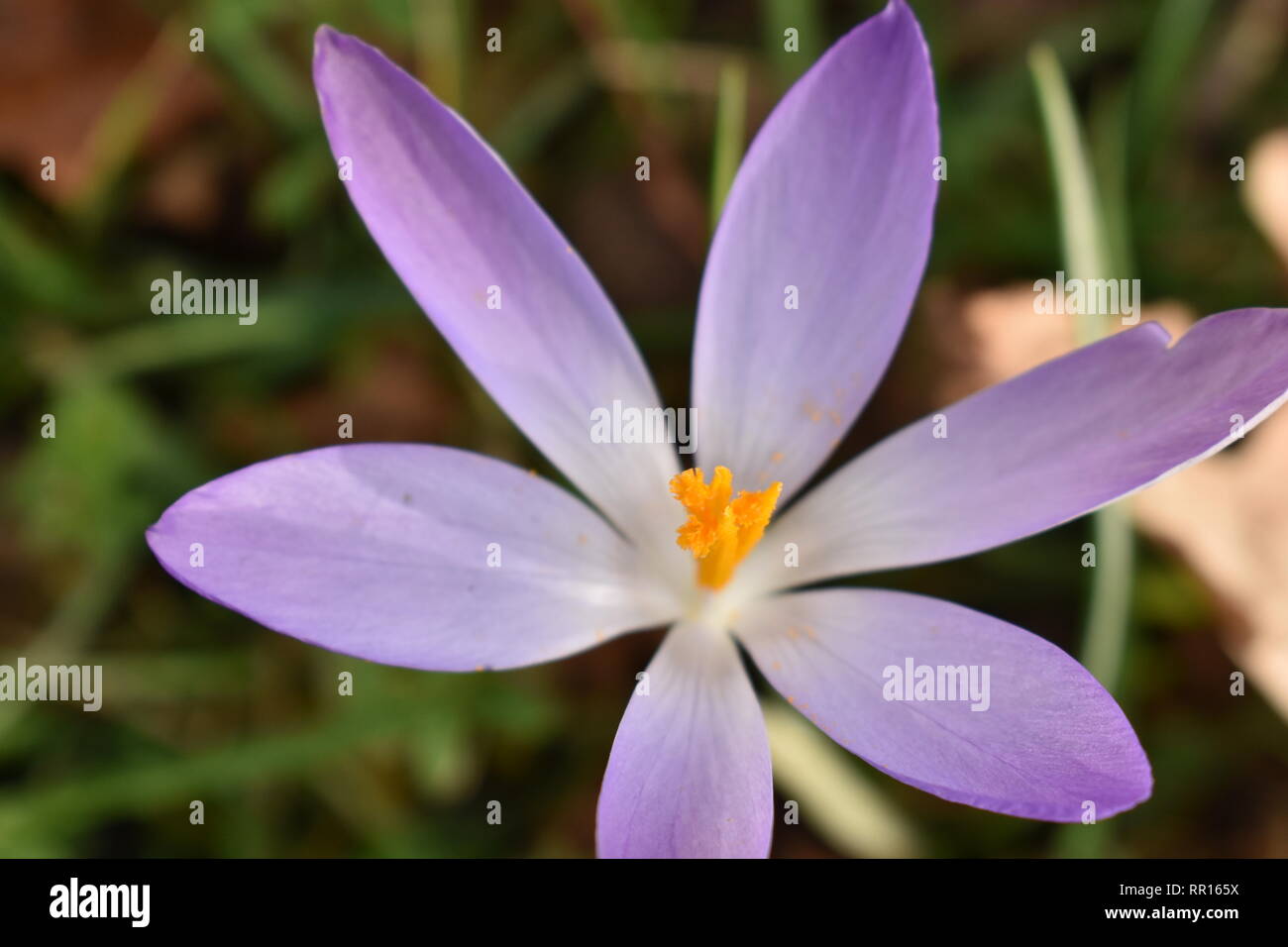 Early Crocuses in bloom Stock Photo - Alamy