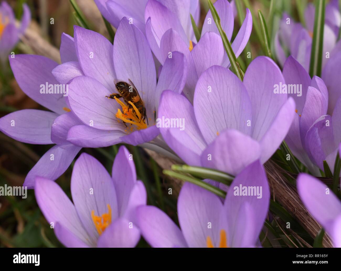 Early bee plant hi-res stock photography and images - Alamy