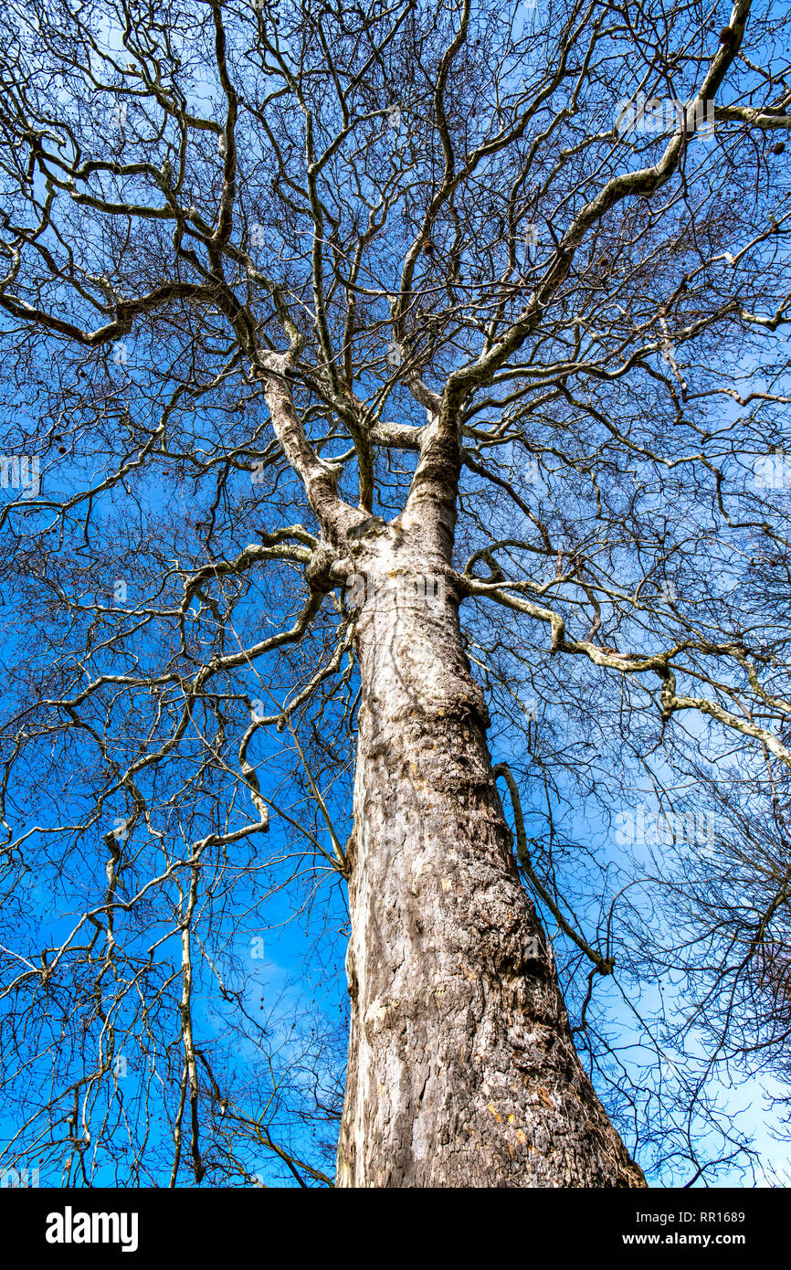 Beautiful tree hi-res stock photography and images - Alamy