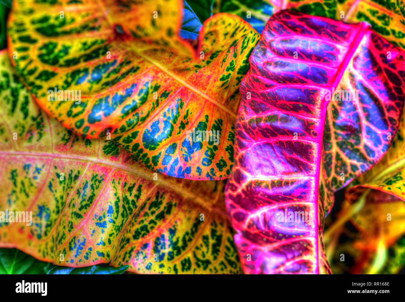 Colorful crotons hi-res stock photography and images - Alamy
