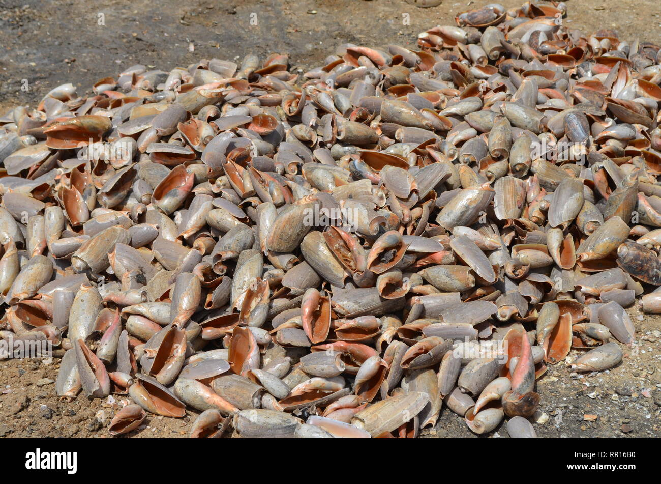 Empty shells of Cymbium (Yet or Yette), a currently underutilized waste ...