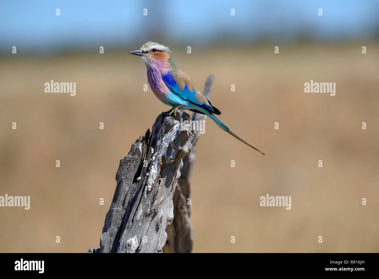 Roller birds hi-res stock photography and images - Alamy