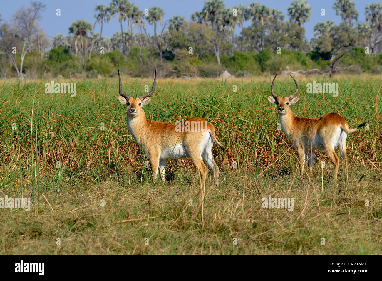 Leche hi-res stock photography and images - Alamy