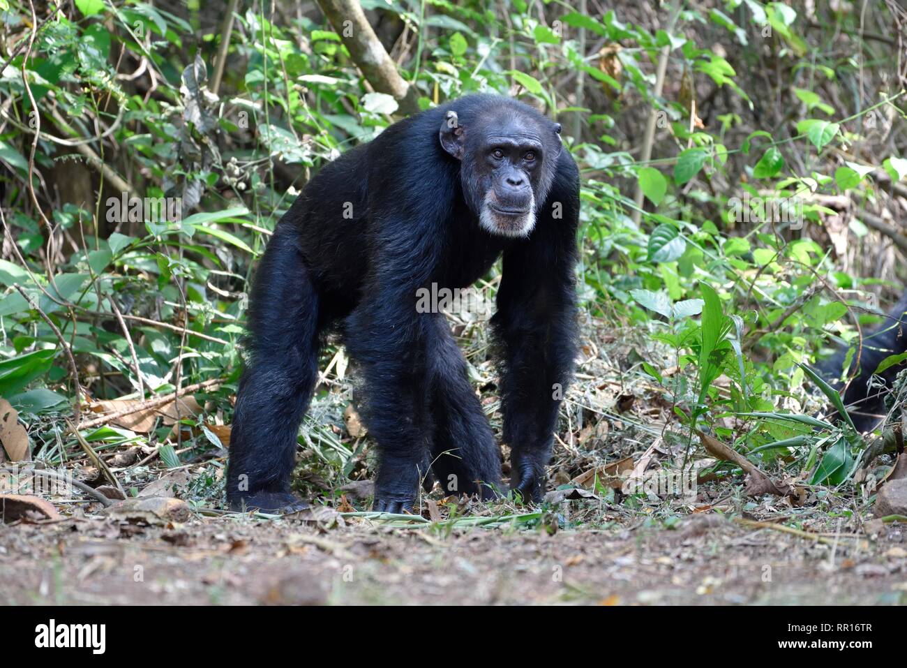 zoology, mammal (mammalia), West African chimpanzee (Pan troglodyte ...
