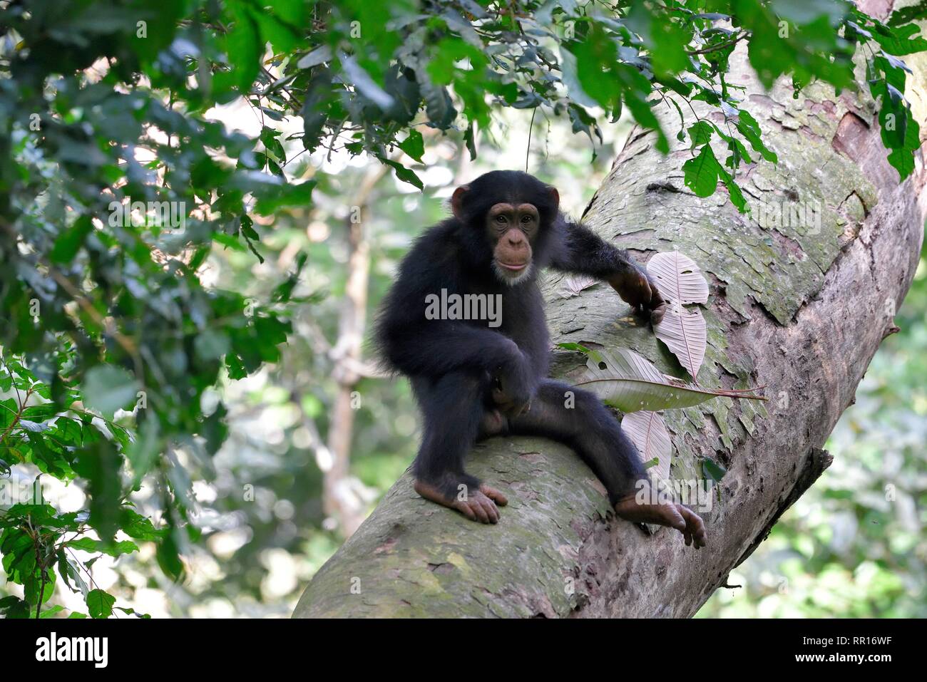 Chimpanzee hi-res stock photography and images - Alamy