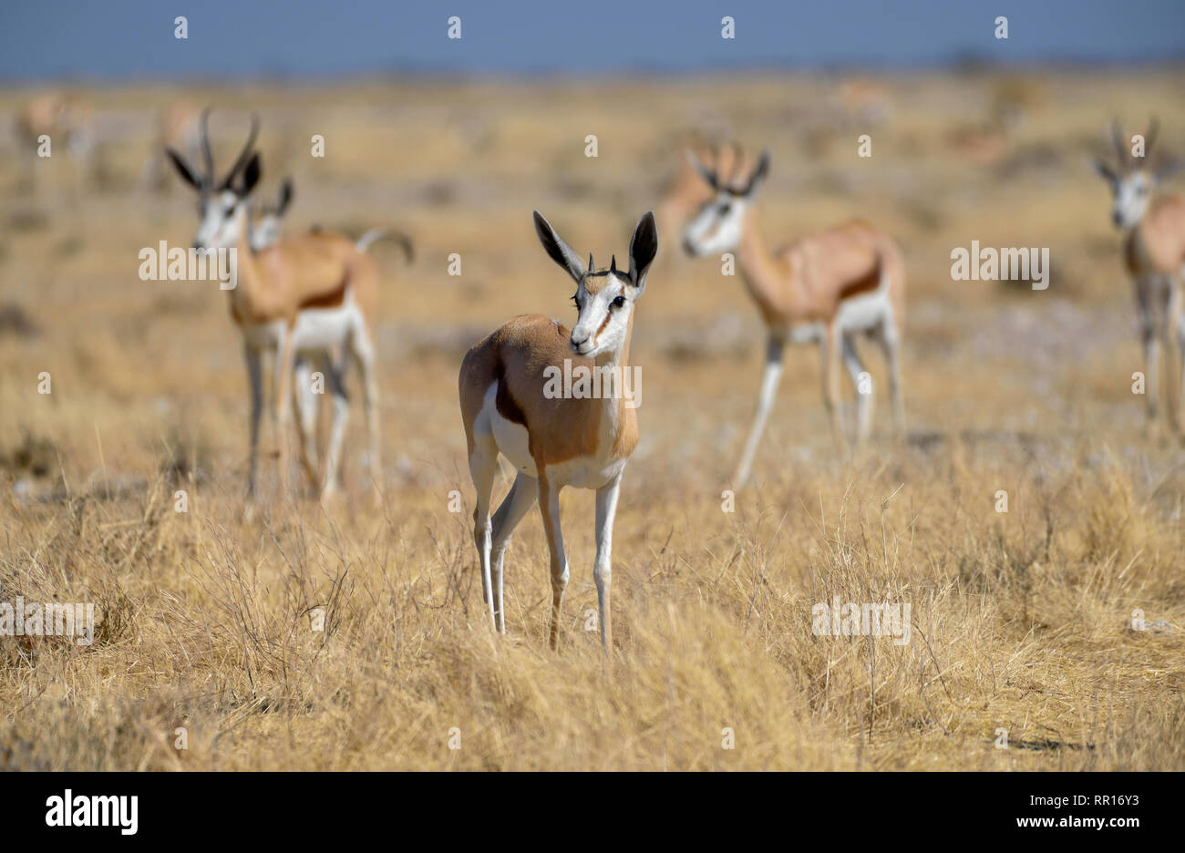 Springbok national animal hi-res stock photography and images - Alamy