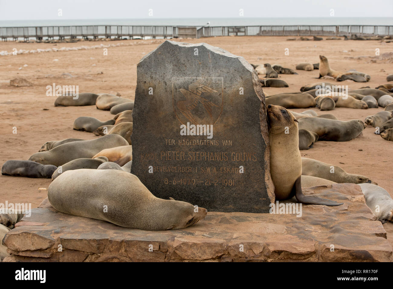Bear cape hi-res stock photography and images - Alamy