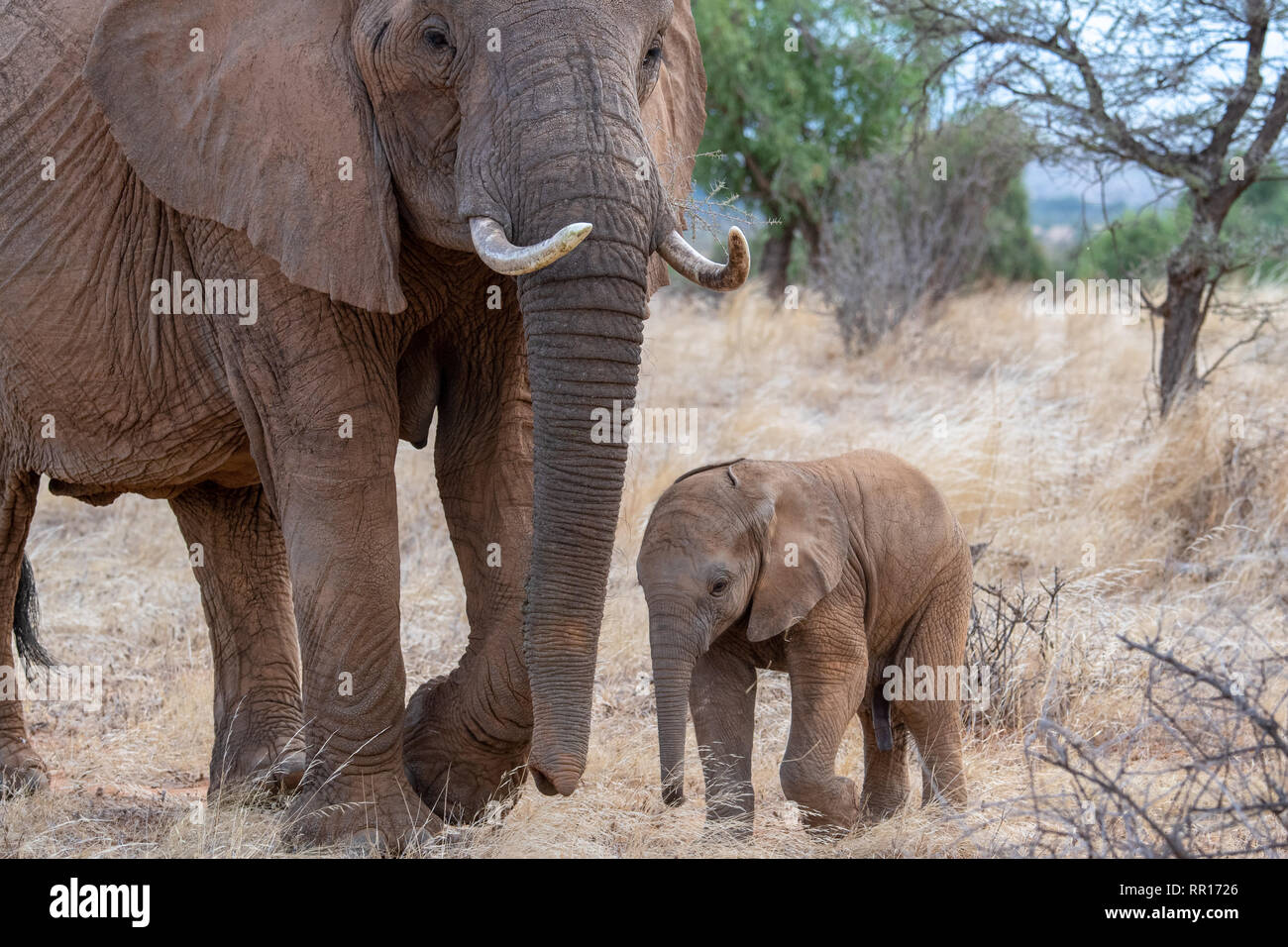 African baby bush elephant (Loxodanta africana) in Kenya Stock Photo ...