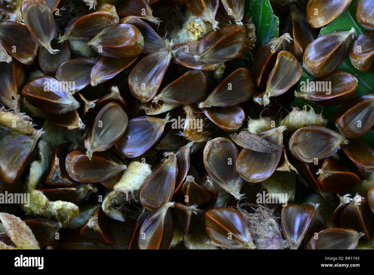 Beech mast hi-res stock photography and images - Alamy