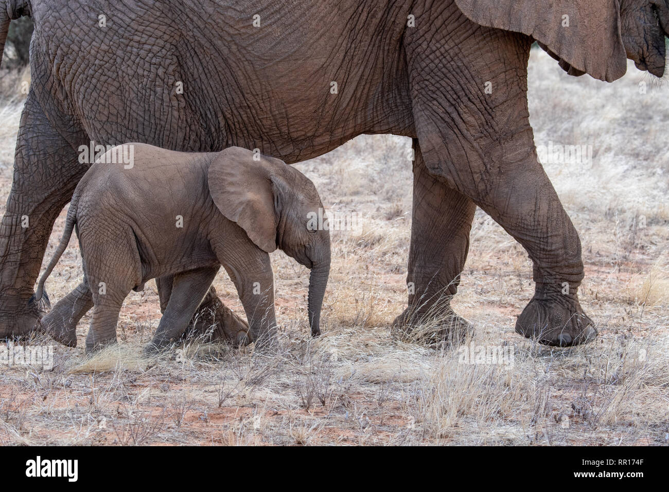 African baby bush elephant (Loxodanta africana) in Kenya Stock Photo ...