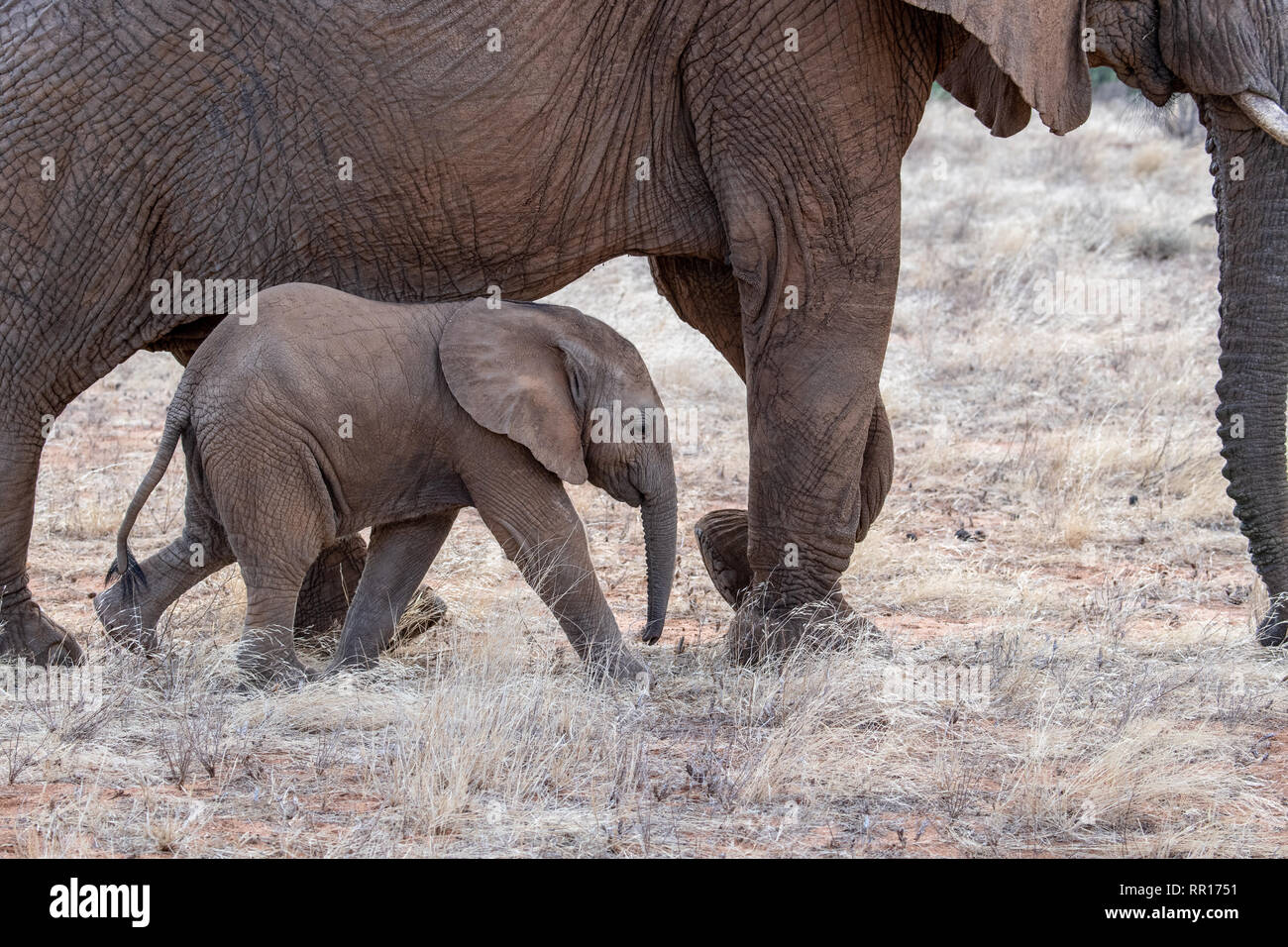 African baby bush elephant (Loxodanta africana) in Kenya Stock Photo ...