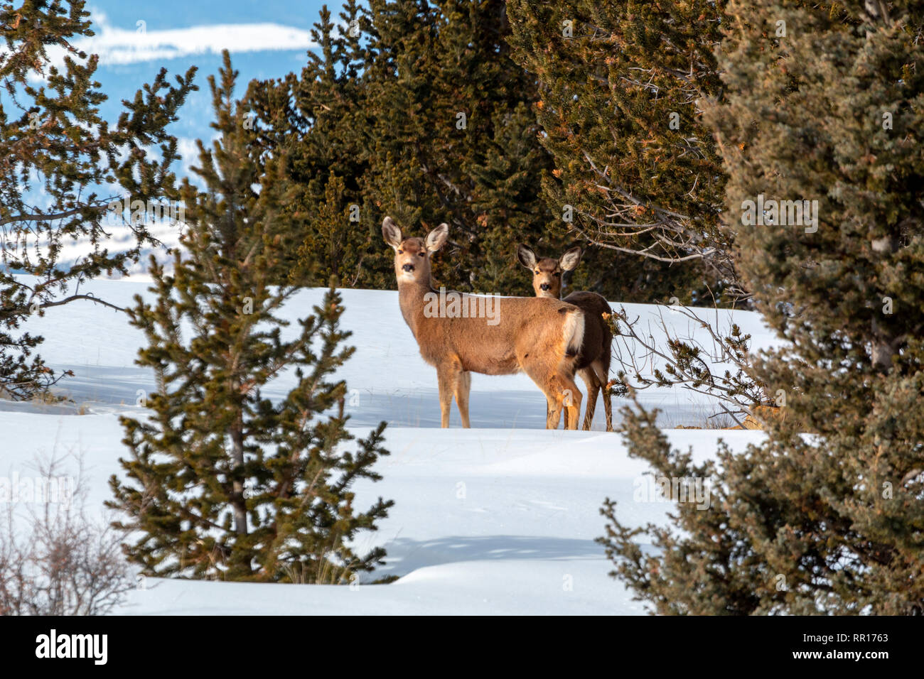 Small herd of doe mule deer in the deep Colorado snow Stock Photo - Alamy