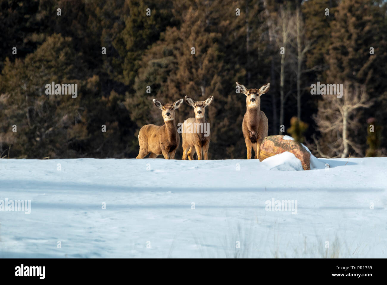 Small herd of doe mule deer in the deep Colorado snow Stock Photo - Alamy