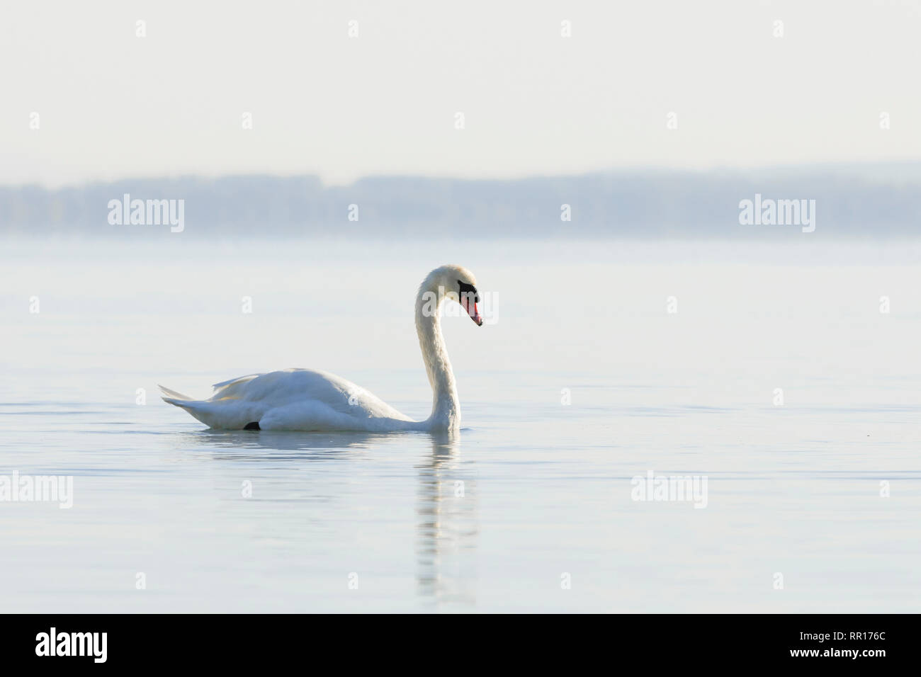 zoology / animals, birds (Aves), swan, Mute Swan (Cygnus olor ...