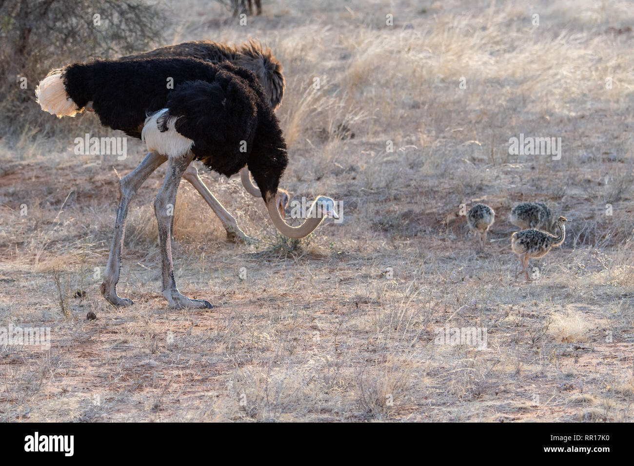 Family struthionidae hi-res stock photography and images - Alamy