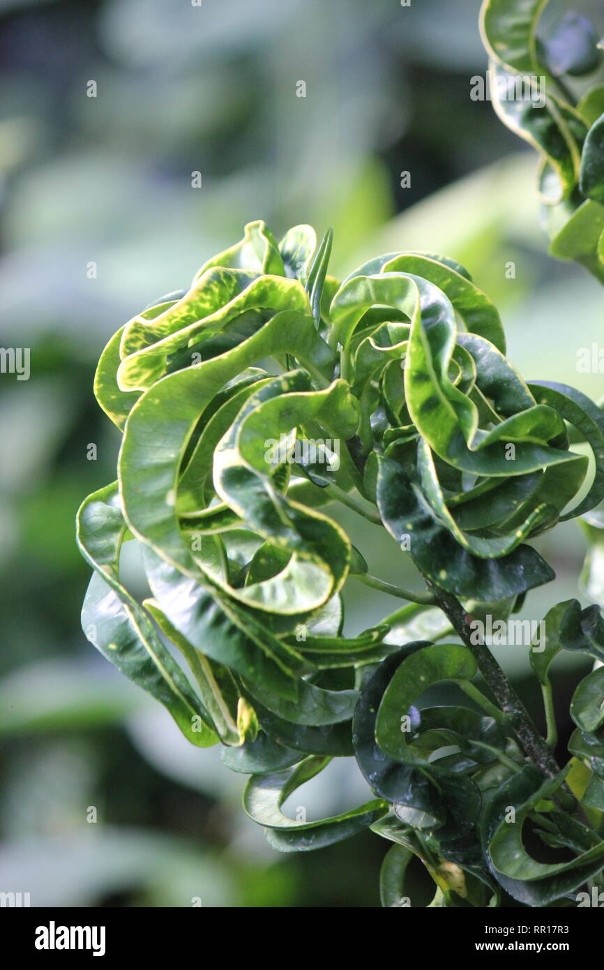Stunning, flawless croton codiaeum, variegated croton, curly boy plant ...